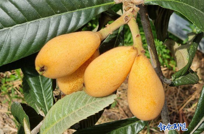 전남농기원, 비파 고품질·고소득 모델 개발 - 화순저널